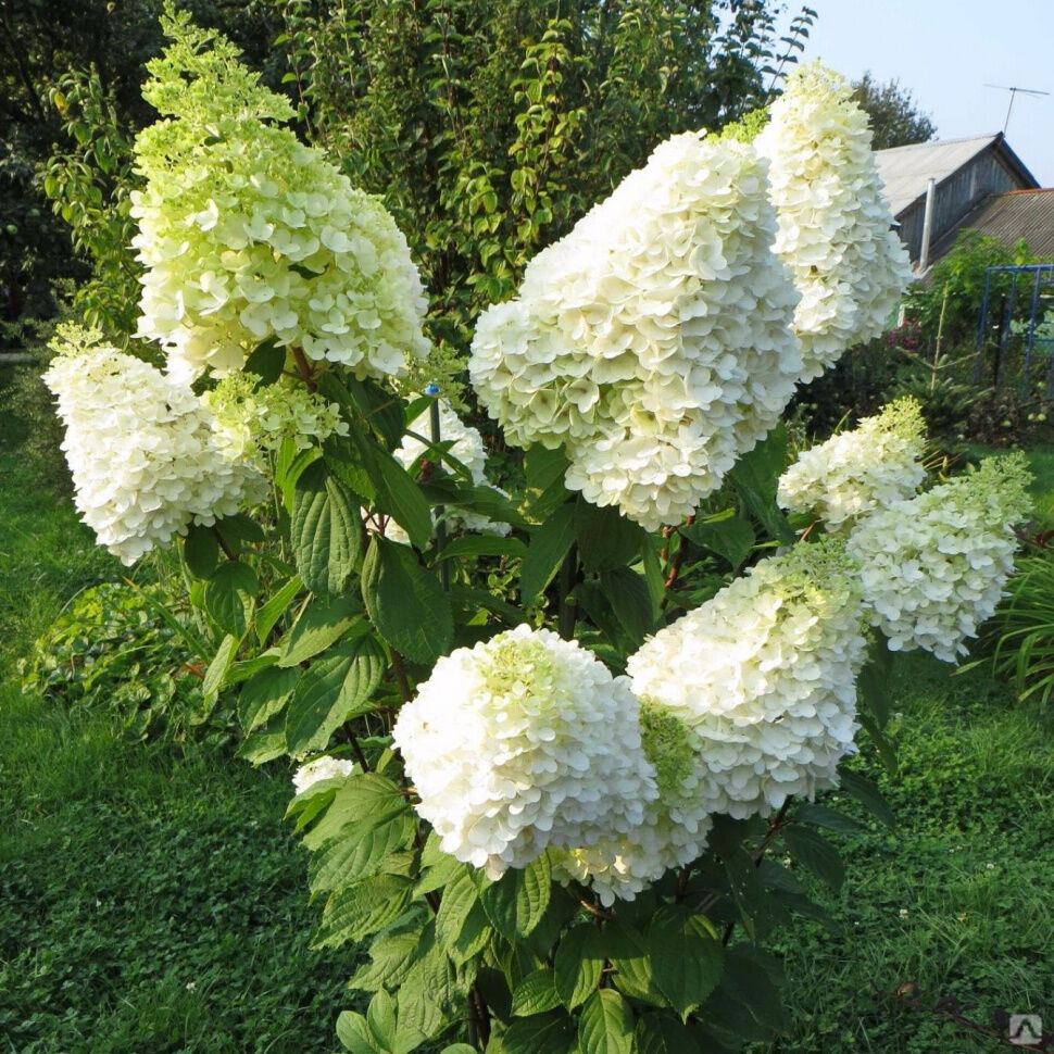 Гортензия метельчатая Геркулес (Hydrangea paniculata Hercules) 7,5 л ...